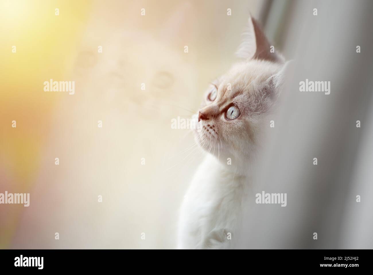 Closeup picture of a little white cat with green eyes looking outside ...