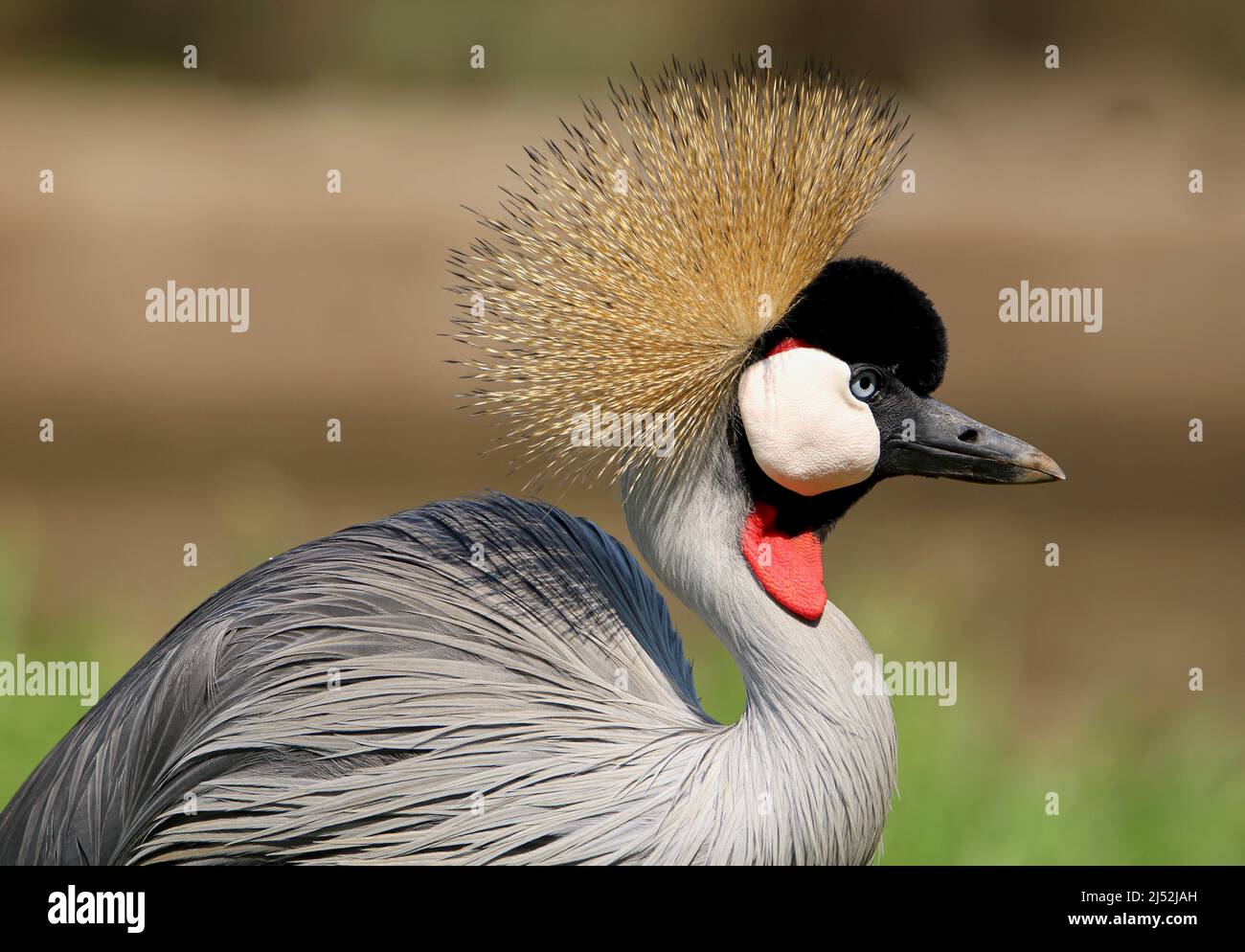 Grey Crowned Crane, South Africa Stock Photo - Alamy
