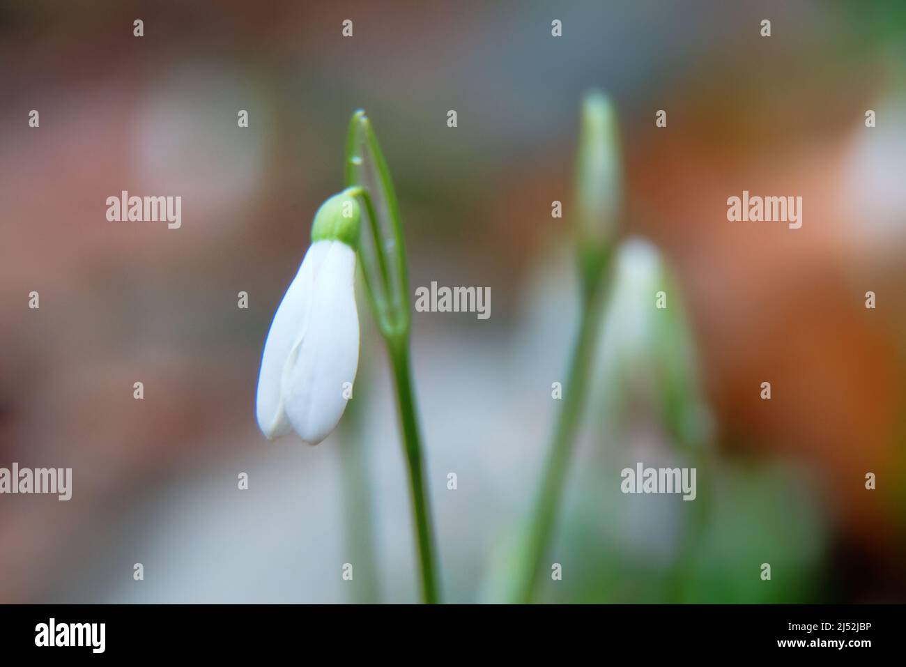 The first snowdrops: buds and opening flowers Stock Photo - Alamy