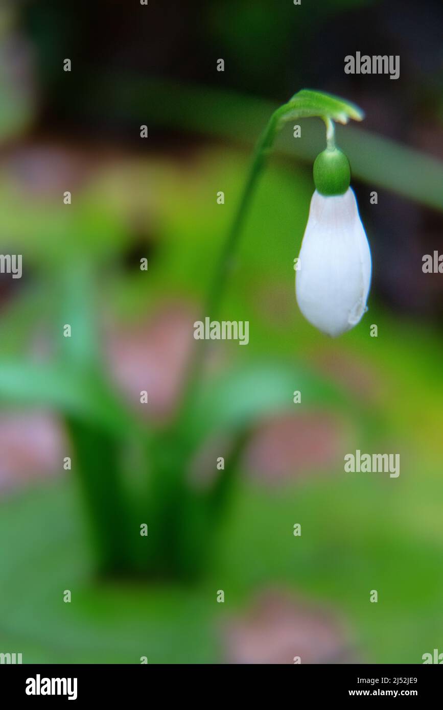 Snowdrops after spring rain (drops on teardrop - shaped flowers). Macro ...
