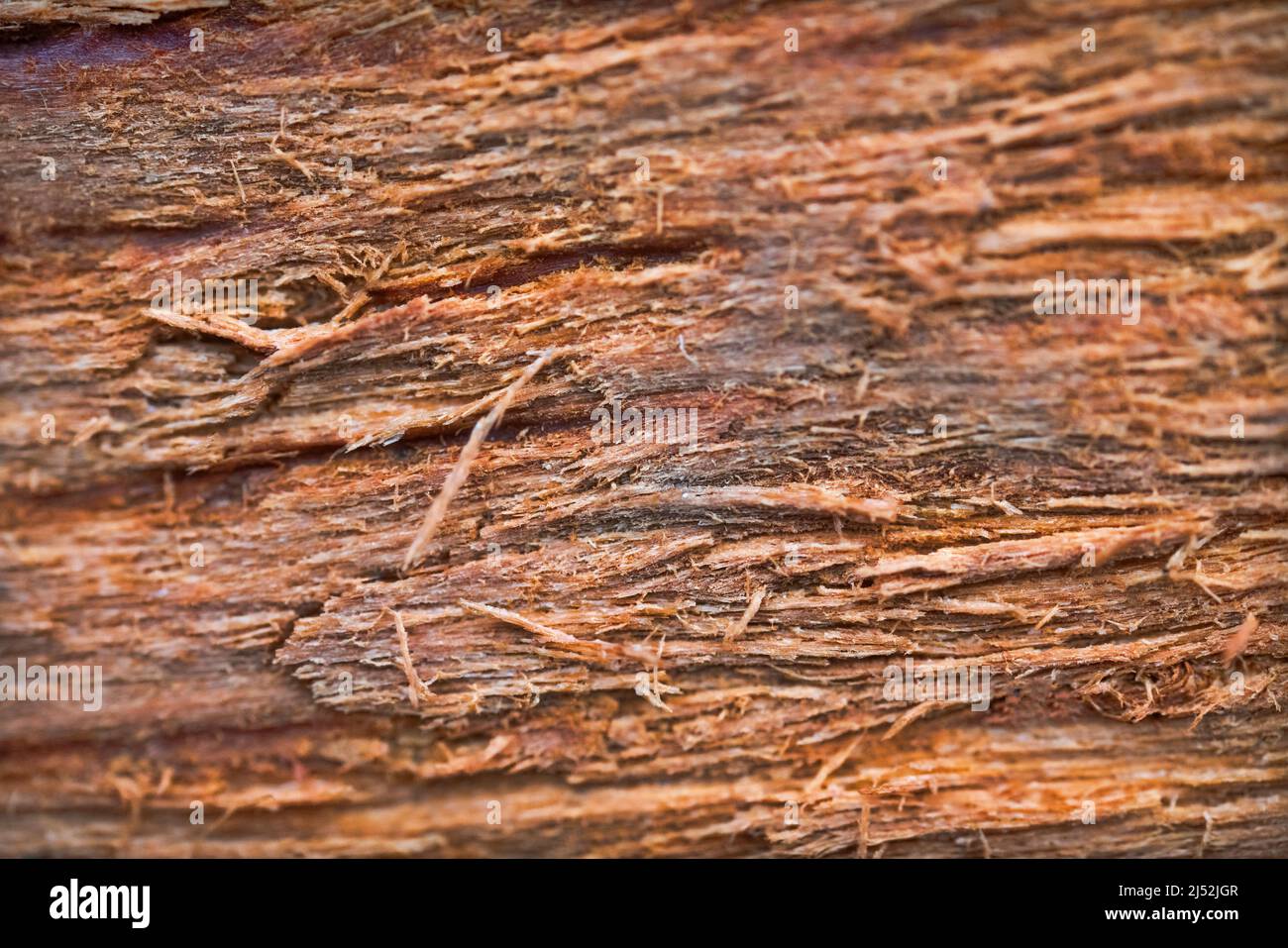 Stained wood. Wet wood exposed to salt water and surf. Ultra Macro ...