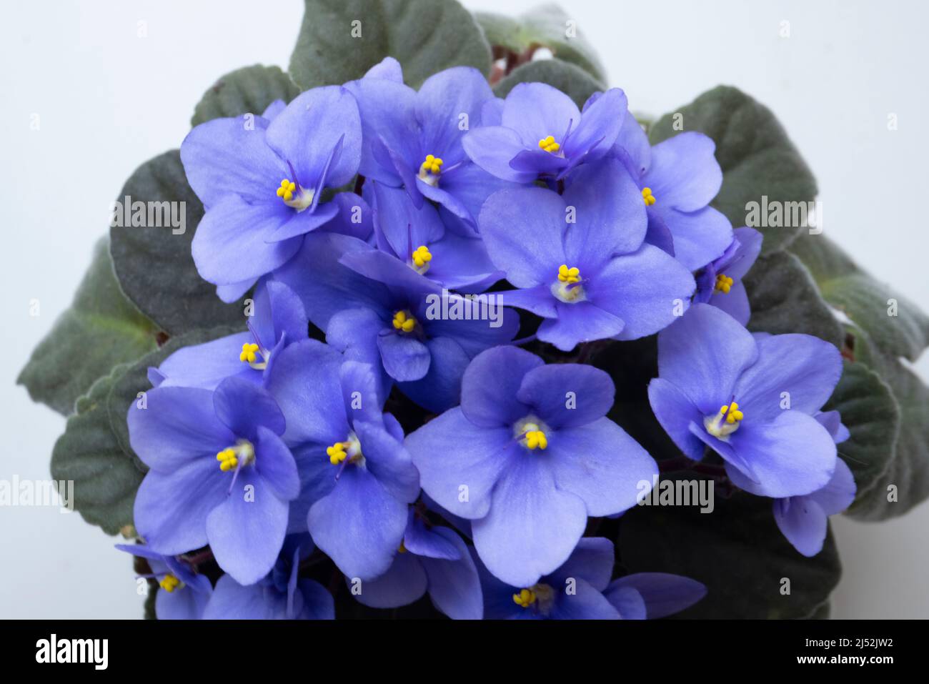 African violet flower hi-res stock photography and images - Alamy