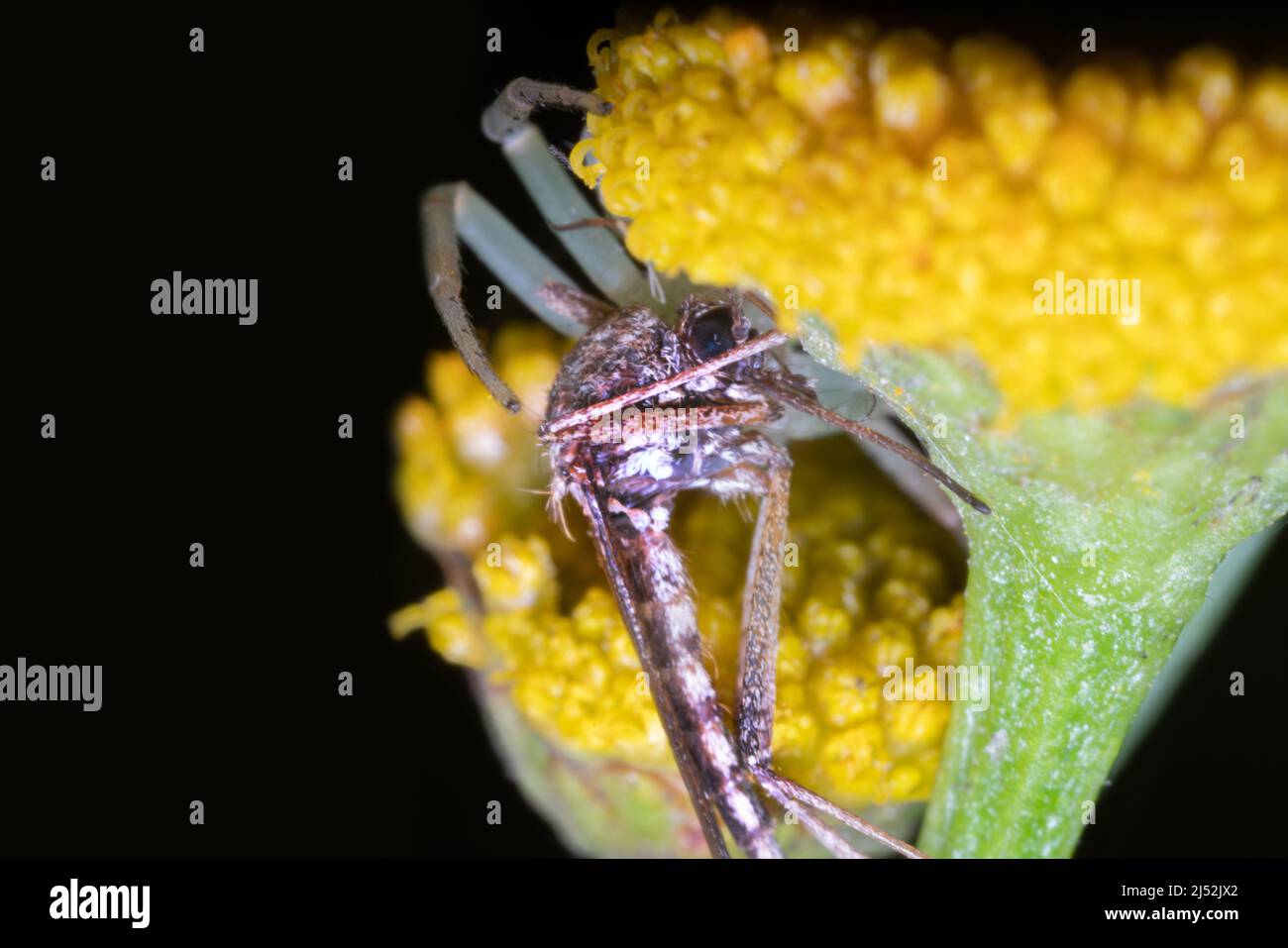 A flower spider, spider-crab (Thomisidae) devours a mosquito when was ...