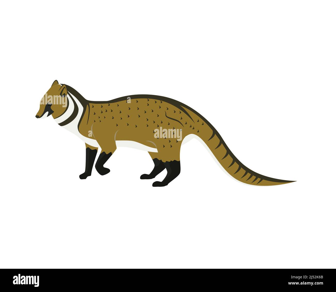 Detailed Civet with Standing Gesture Illustration Vector Stock Vector ...