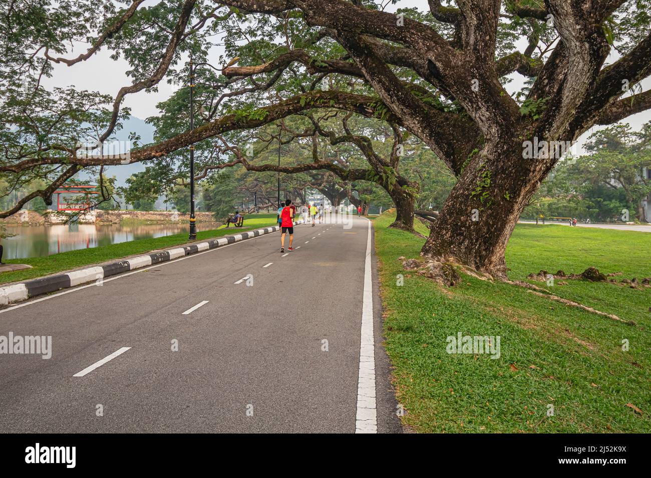 Old rain trees with their branches arched over pedestrianised street at ...