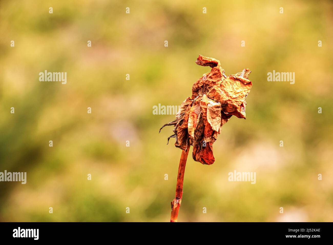 Dry old rose in the garden with a blurred background. Spring. Rose bush ...