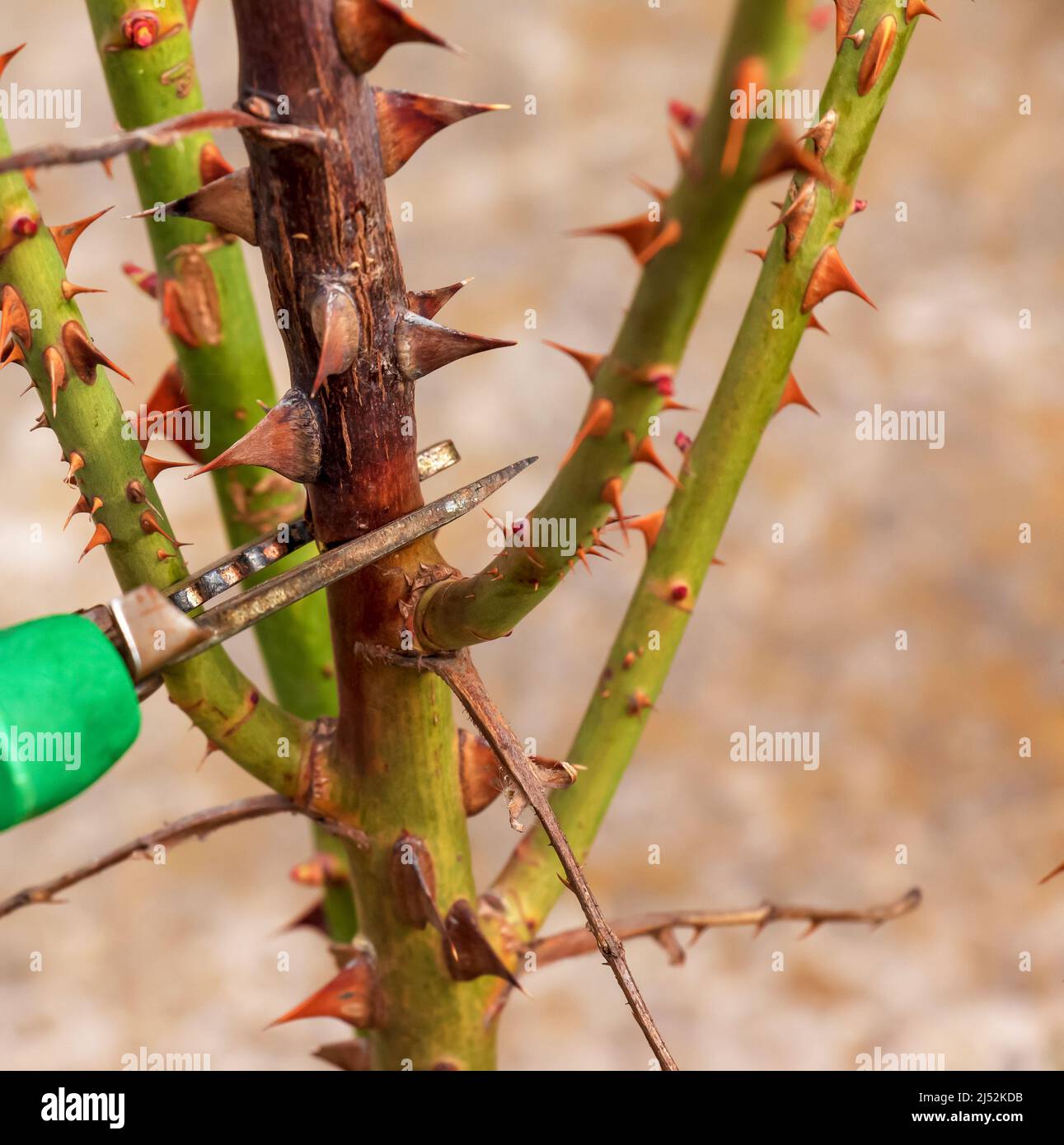 Pruning rose bushes in spring. Garden work. Secateurs in the hands of a ...