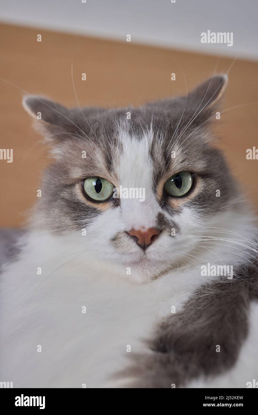 Close-up of a cat face. Portrait of a female kitten. Cat looks curious ...