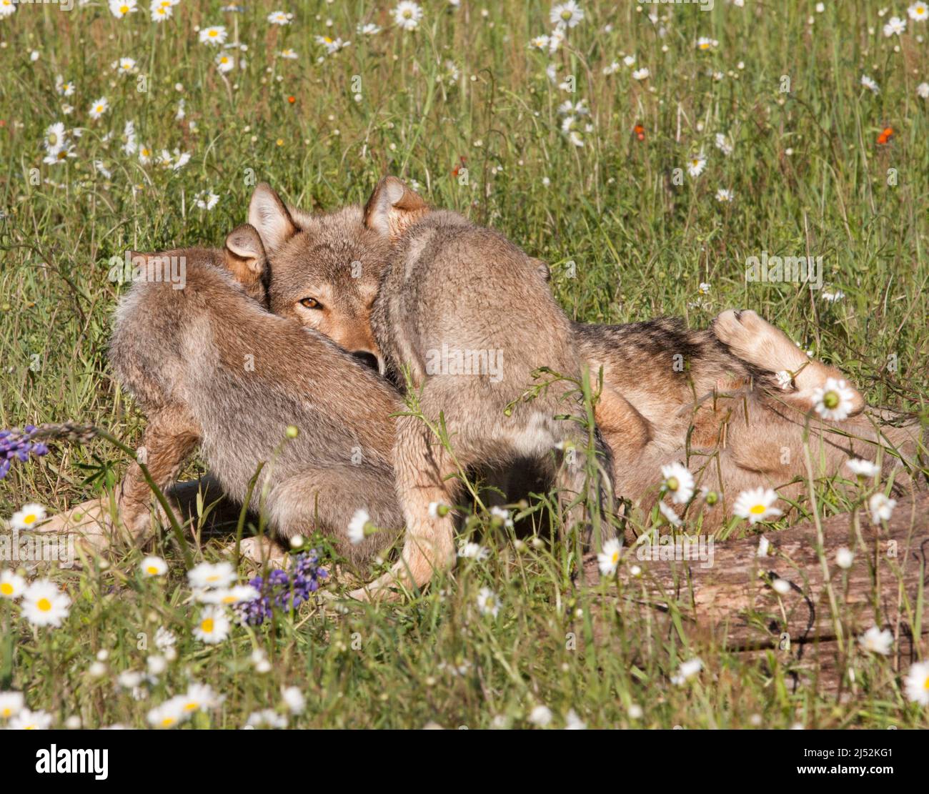 Playing wolf hi-res stock photography and images - Alamy