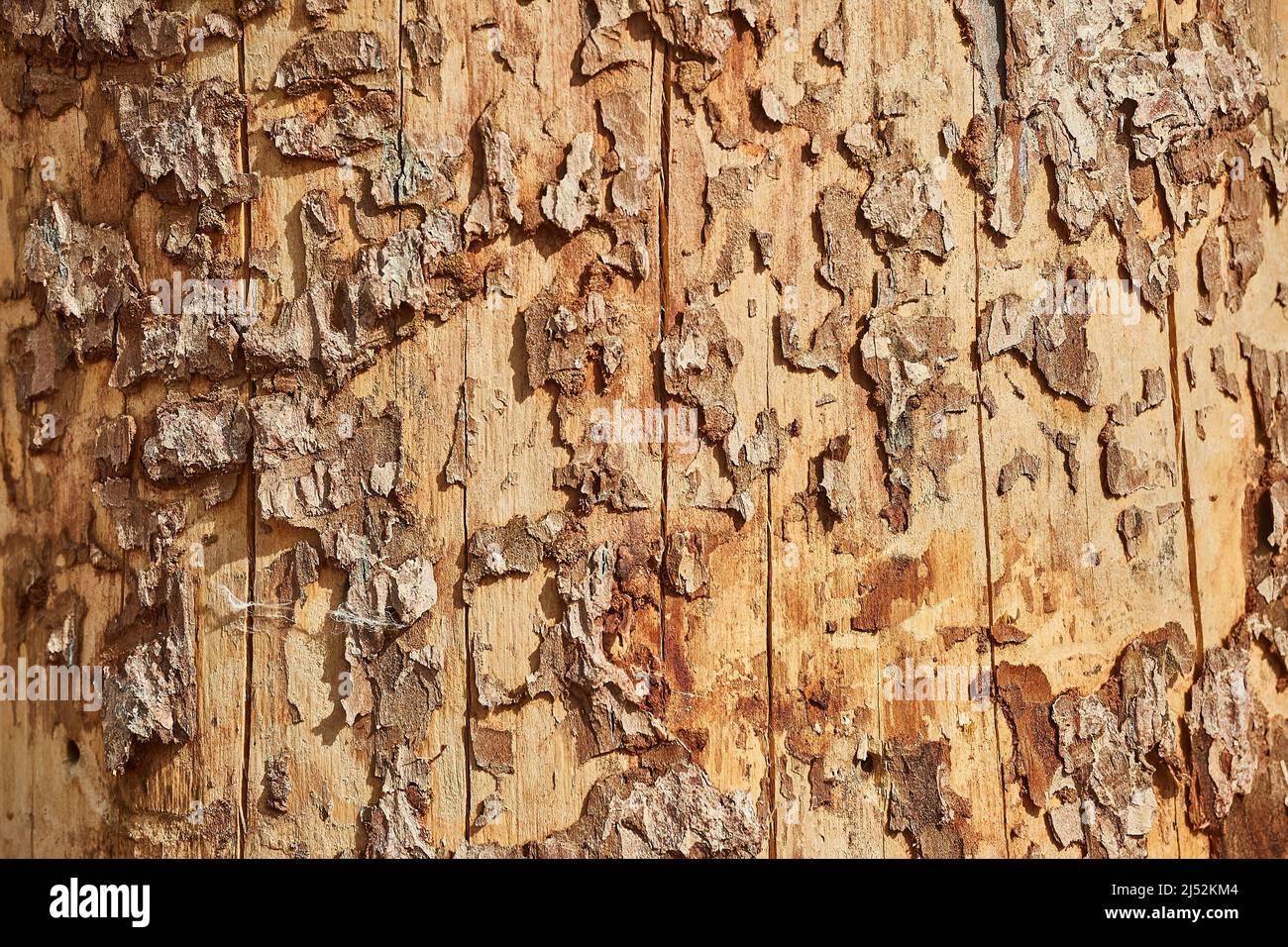 Oak tree bark trunk texture pattern hi-res stock photography and images ...