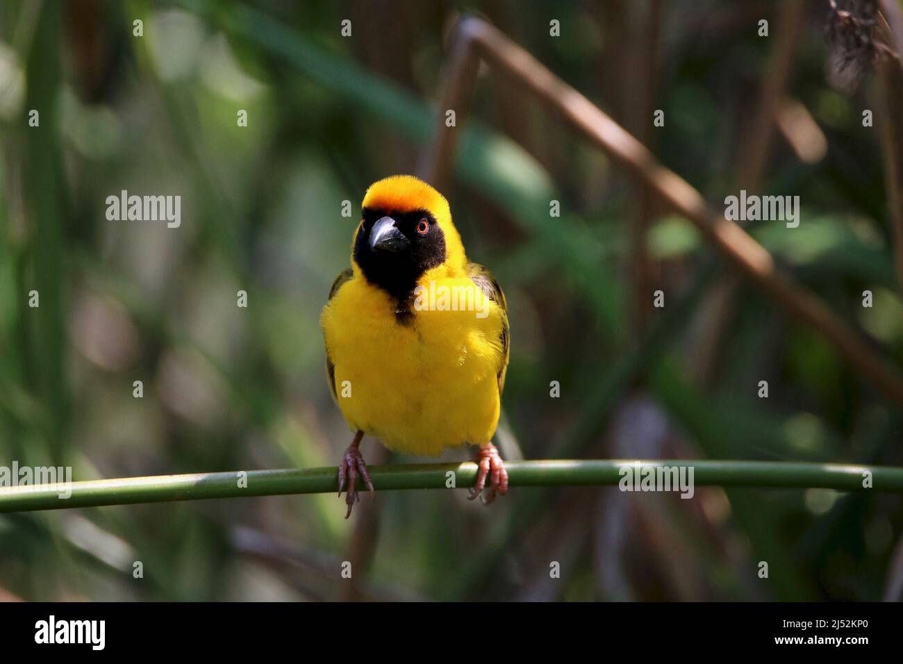 Male Southern Masked Weaver (Ploceus velatus) in breeding plumage ...