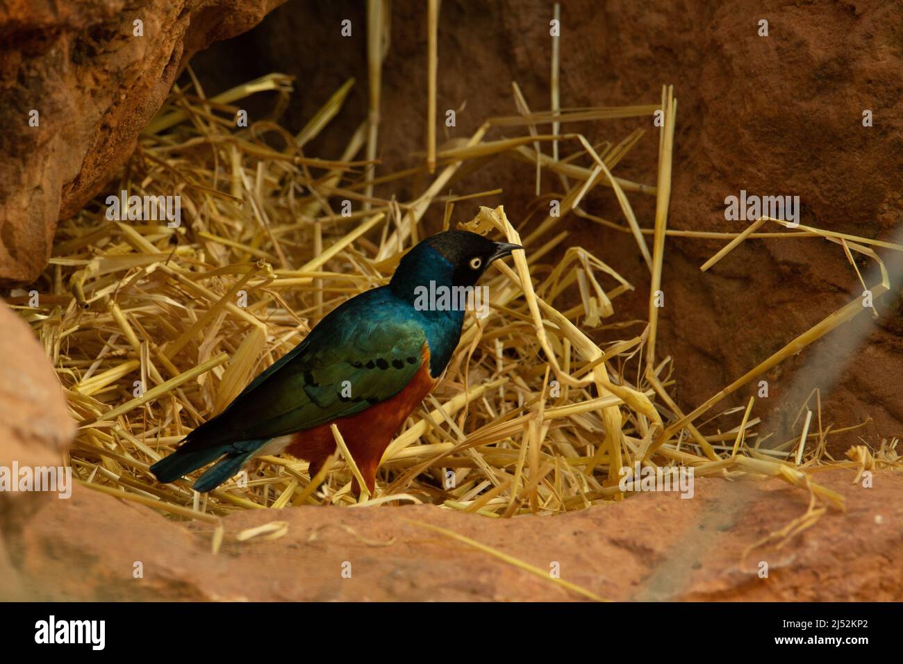 chestnut-bellied starling (Lamprotornis pulcher) a single chestnut ...