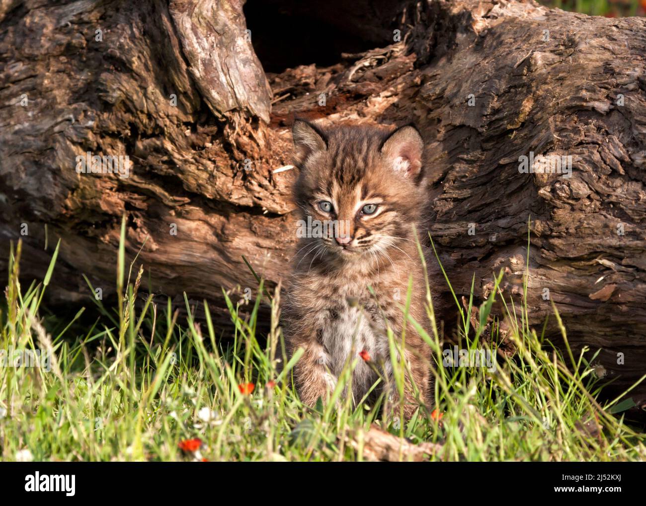 Bobcat Kitten sitting in Front of Den Stock Photo - Alamy