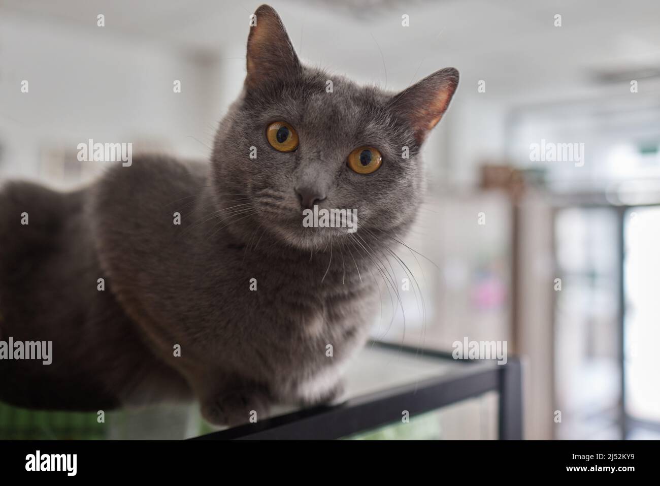 Close-up of a cat face. Portrait of a female kitten. Cat looks curious ...