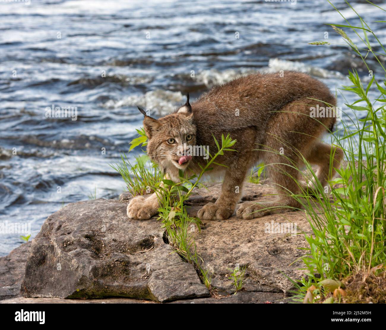Lynx river hi-res stock photography and images - Alamy