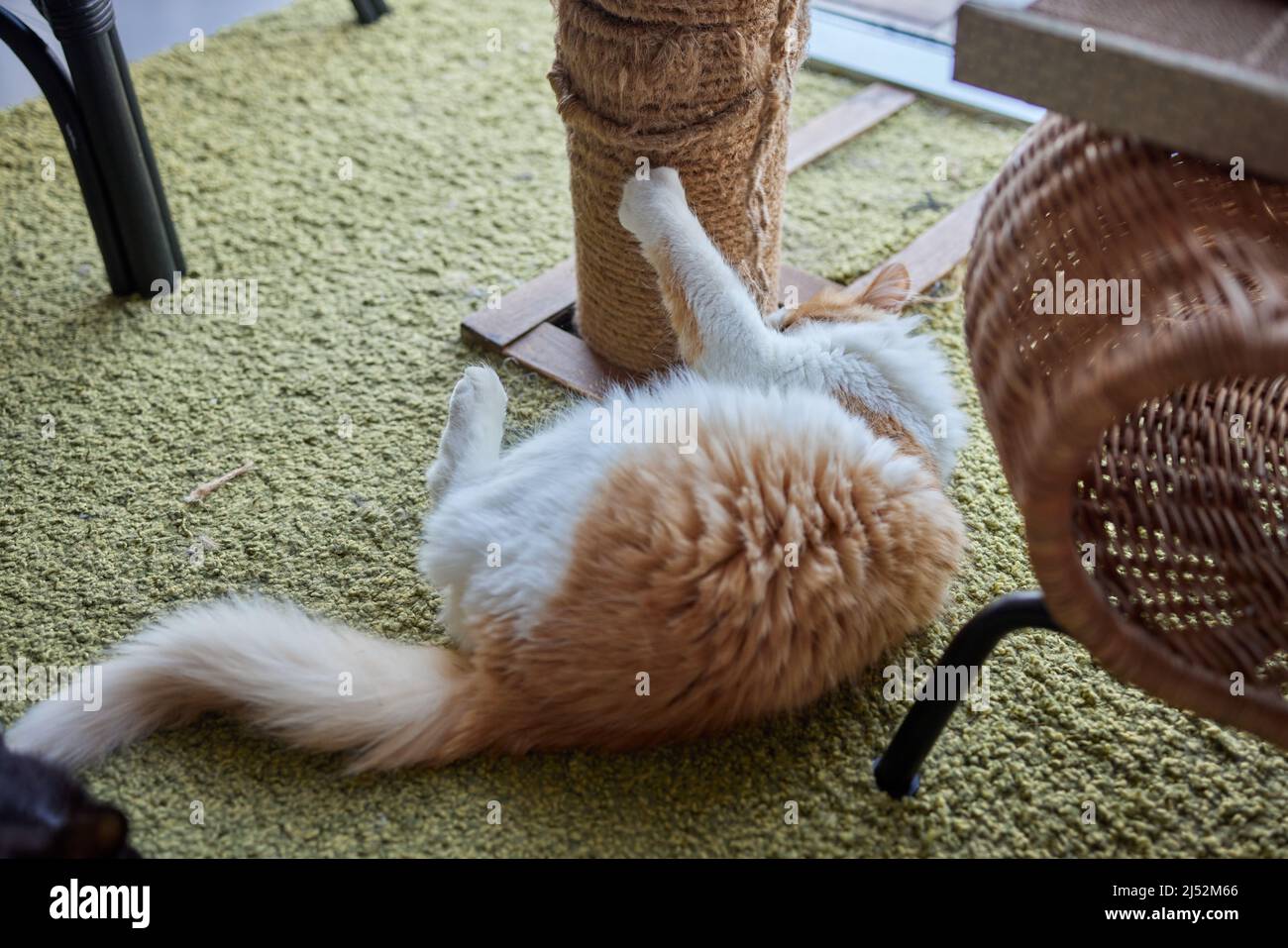 Cat climbing toy tree hi-res stock photography and images - Alamy
