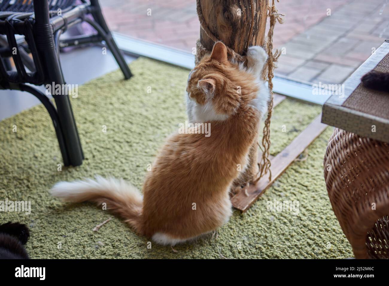 Cat climbing toy tree hi-res stock photography and images - Alamy