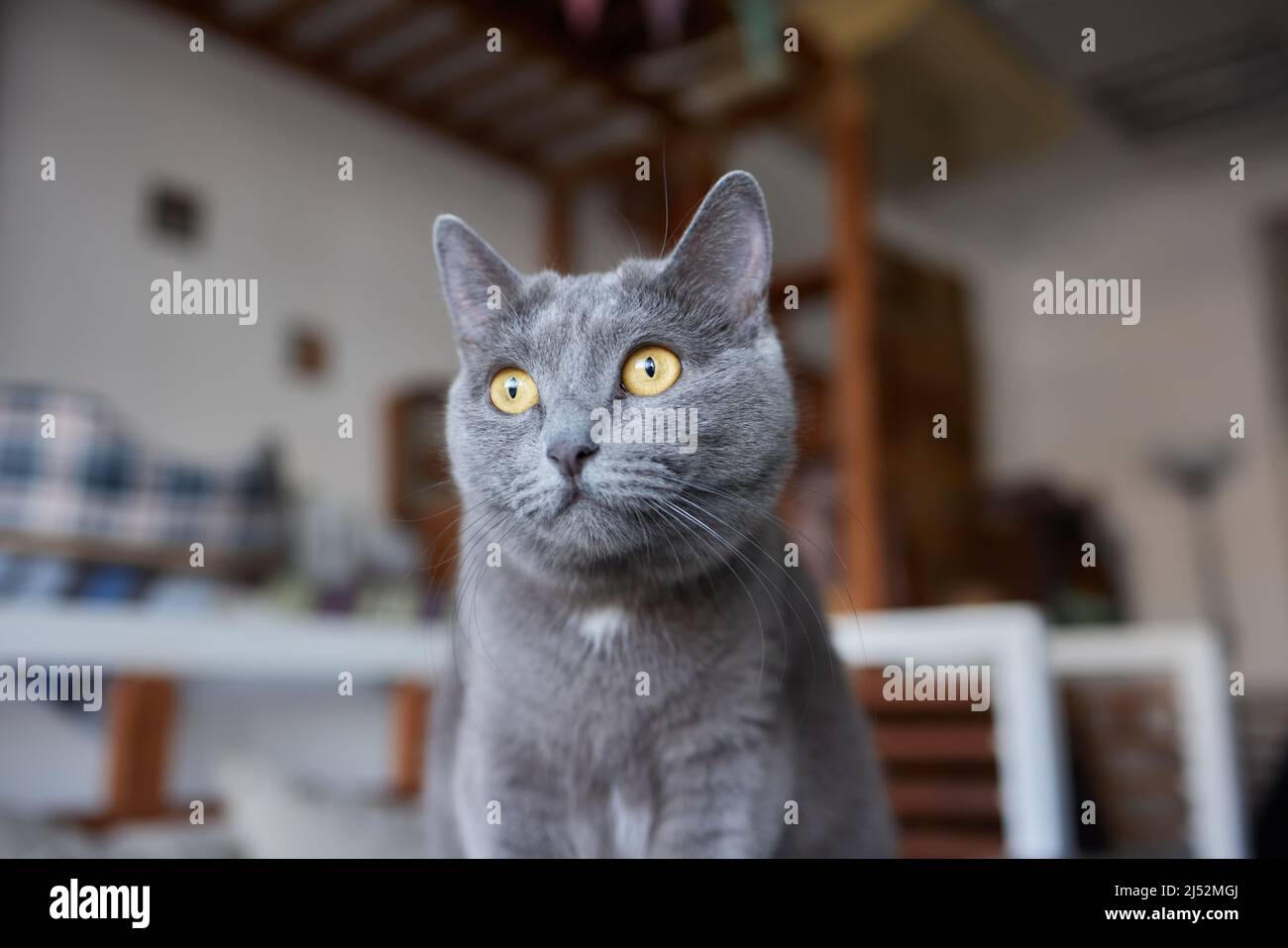 Close-up of a cat face. Portrait of a female kitten. Cat looks curious ...