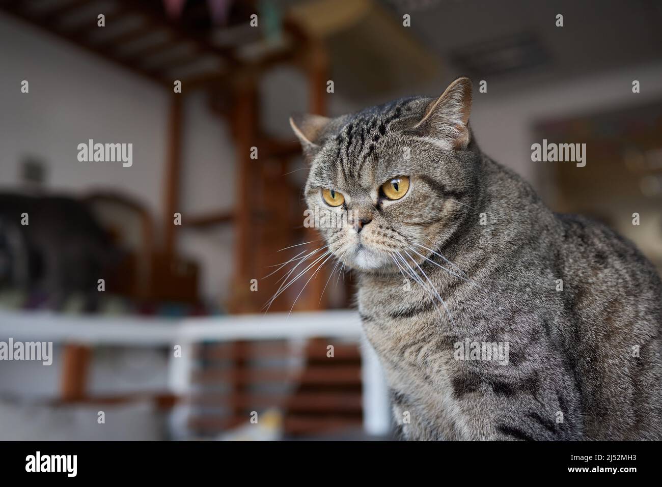 Close-up of a cat face. Portrait of a female kitten. Cat looks curious ...