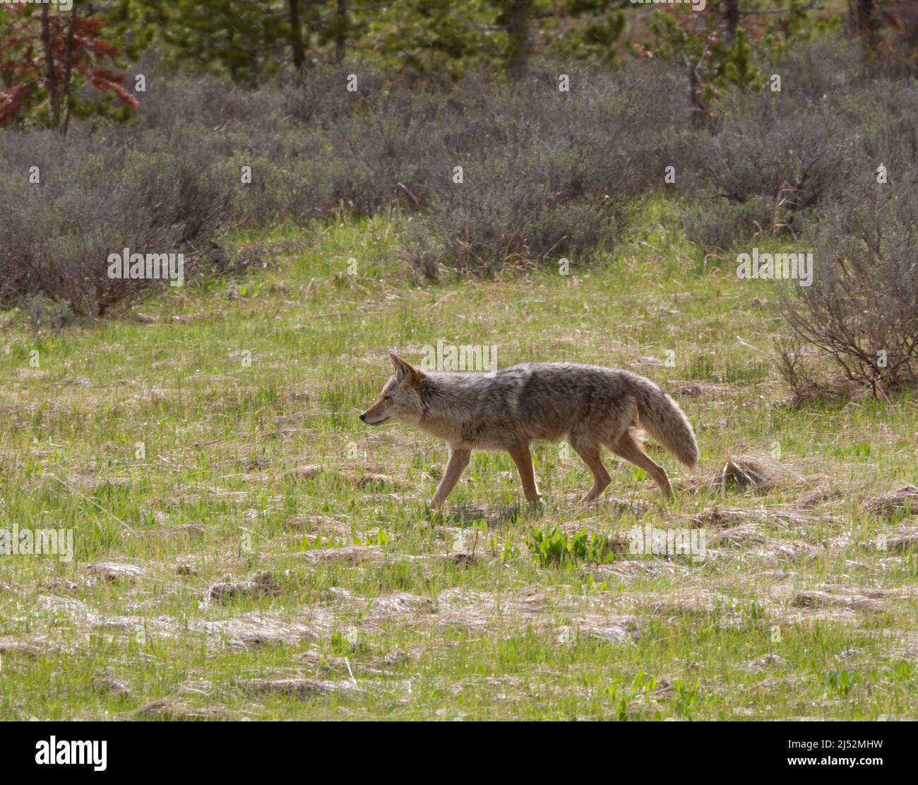 Coyote Trotting across a Prairie Stock Photo - Alamy