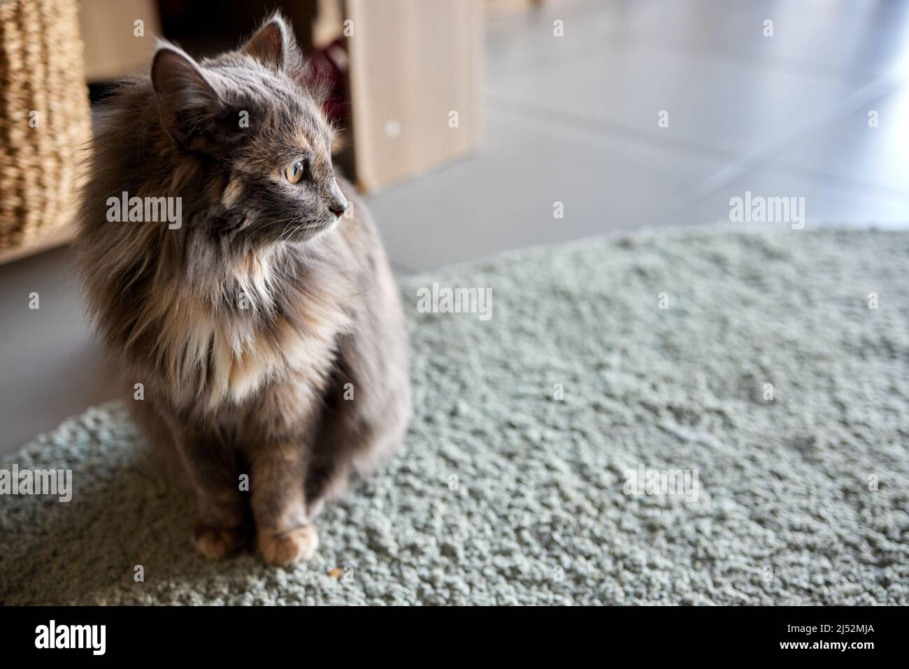 Close-up of a cat face. Portrait of a female kitten. Cat looks curious ...