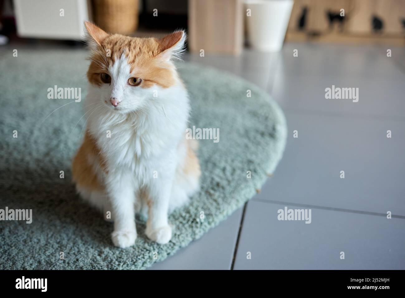 Detailed tabby cat hi-res stock photography and images - Alamy