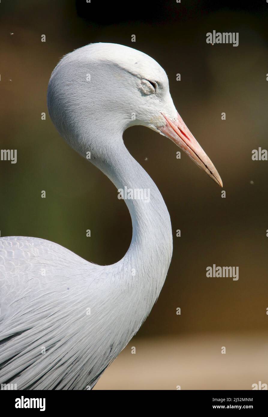 Sleepy Blue Crane (Anthropoides paradises), South Africa Stock Photo ...