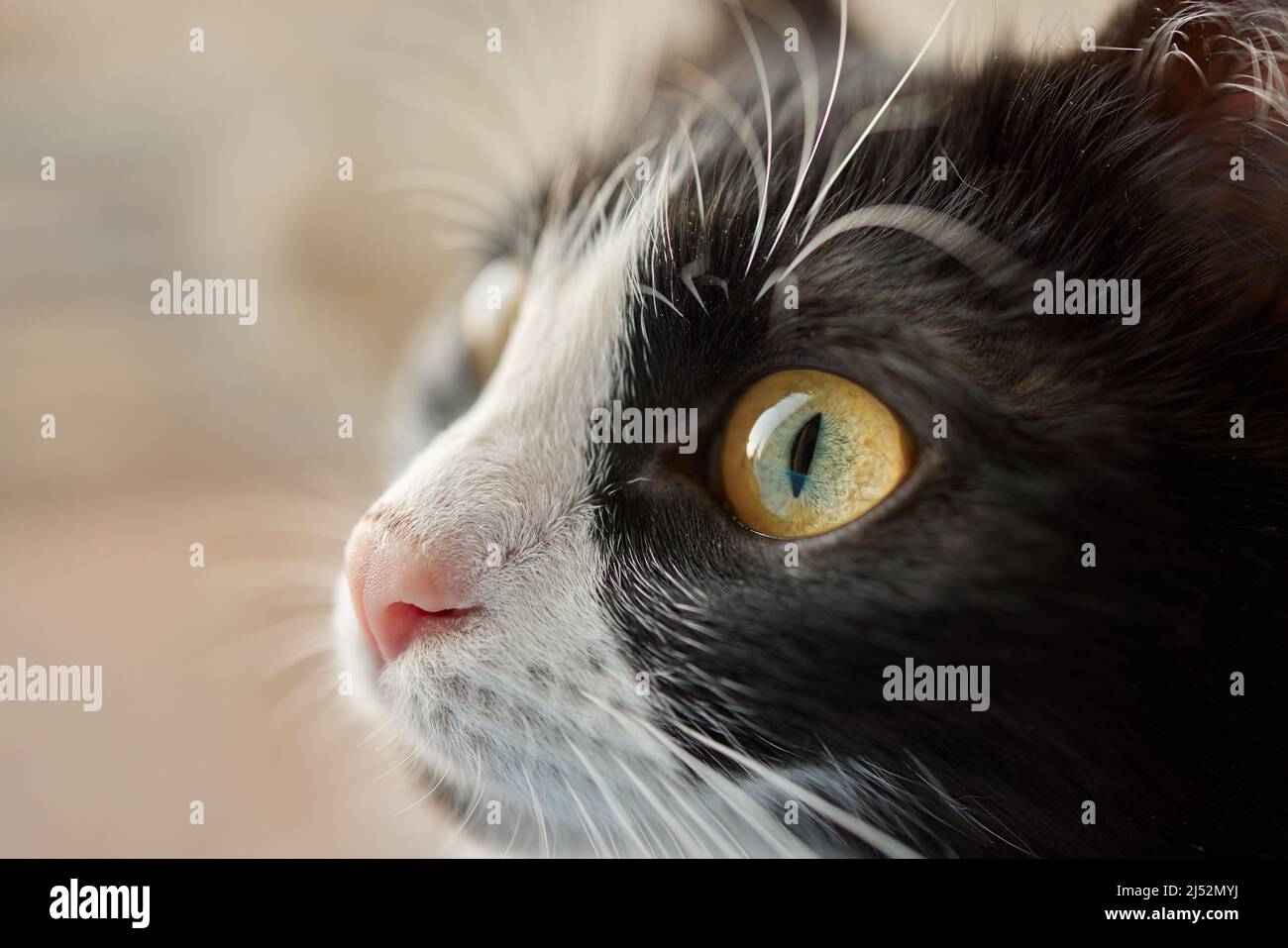 Close-up of a cat face. Portrait of a female kitten. Cat looks curious ...