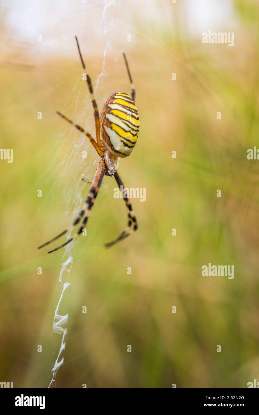 Argiope Bruennichi Wasp Spider Is A Species Of Orb Web Spider Stock