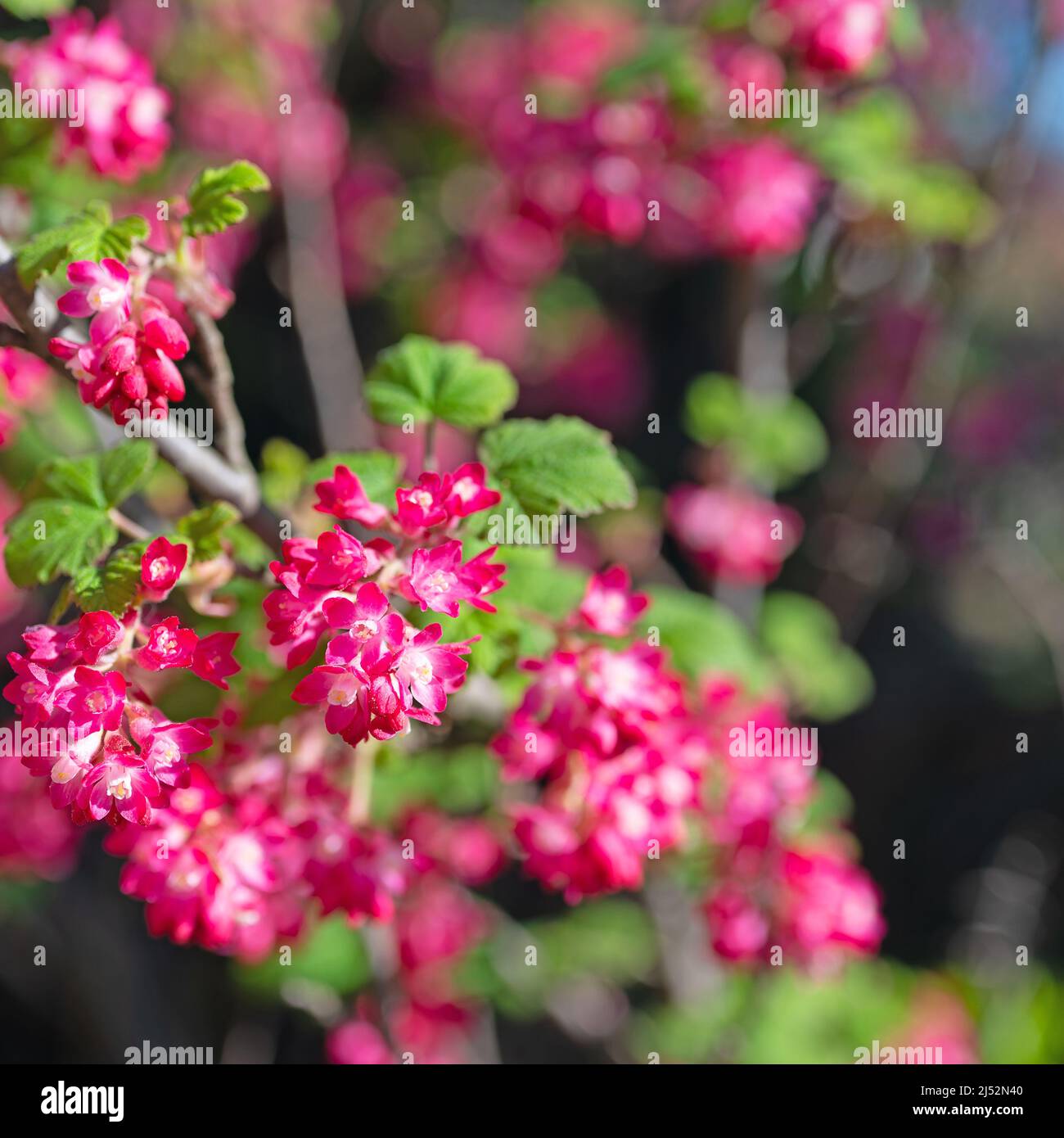 Flowering blood currant, Ribes sanguineum, in spring Stock Photo - Alamy