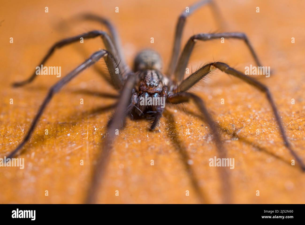 Tegenaria domestica, commonly known as the barn funnel weaver in North ...