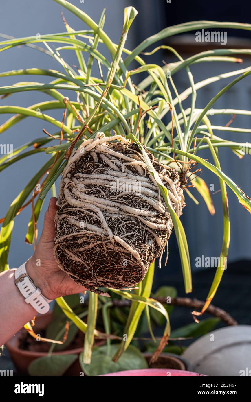 Spider Plant Roots