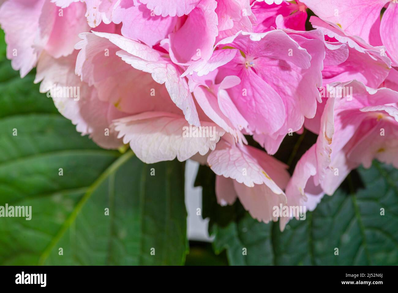 Pink flower of french hydrangea Stock Photo - Alamy