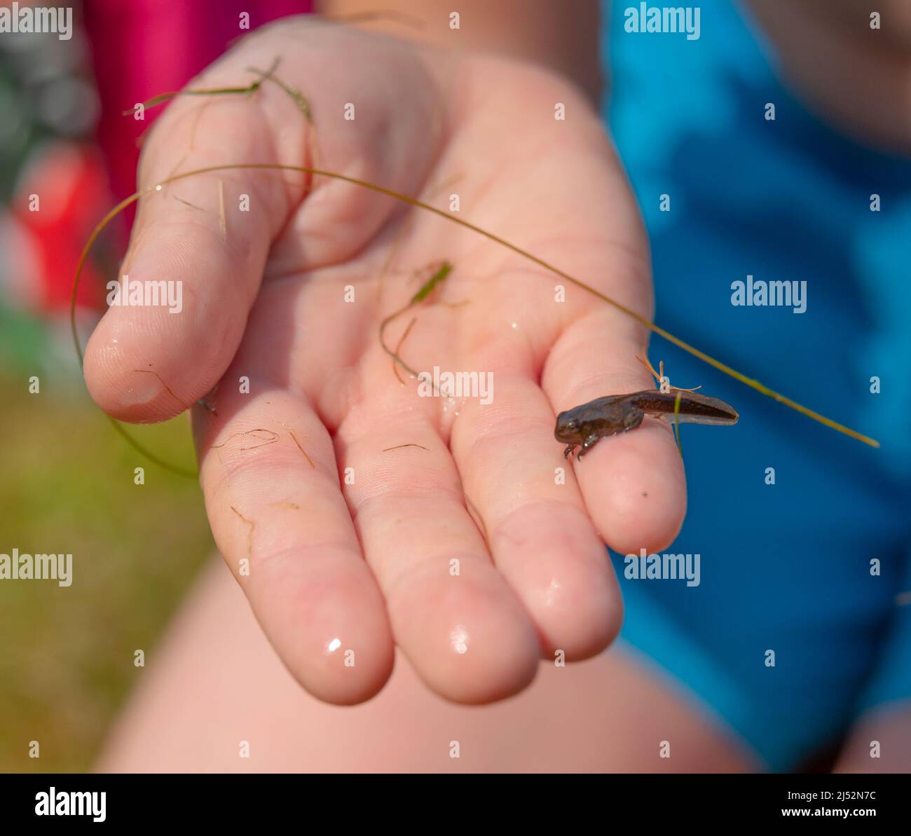 A frog tadpole with developed limbs held in a hand Stock Photo - Alamy