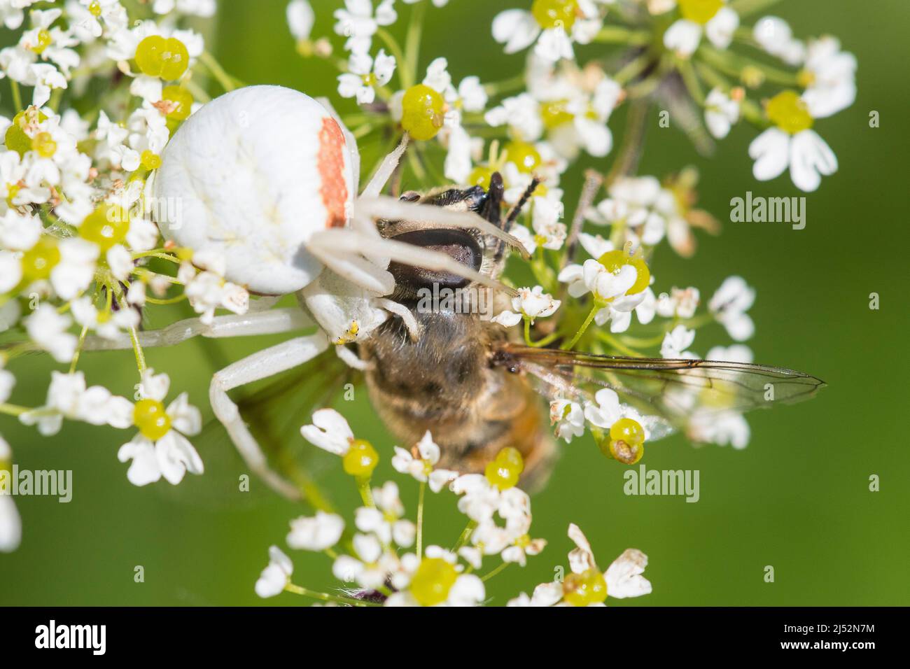 Misumena vatia is a species of crab spider, it is called the goldenrod ...