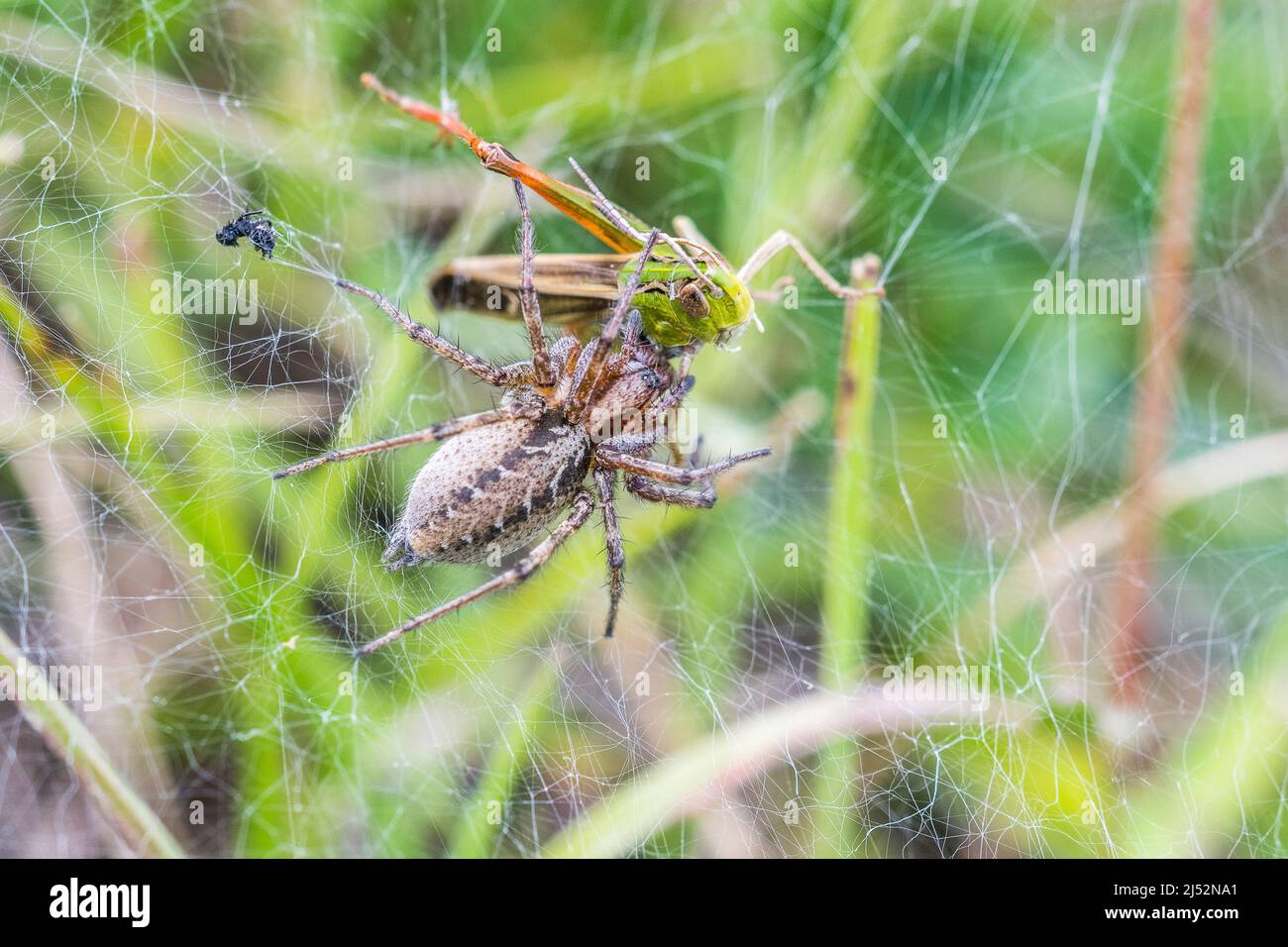 Labyrinth spider, Agelena labyrinthica, is a species of spider in the ...