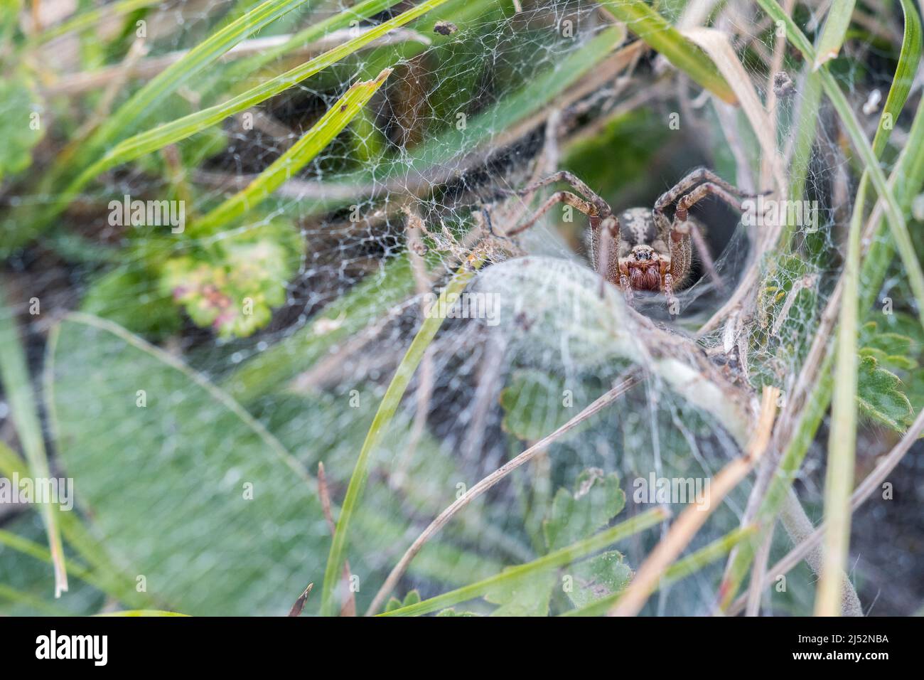 Labyrinth spider, Agelena labyrinthica, is a species of spider in the ...