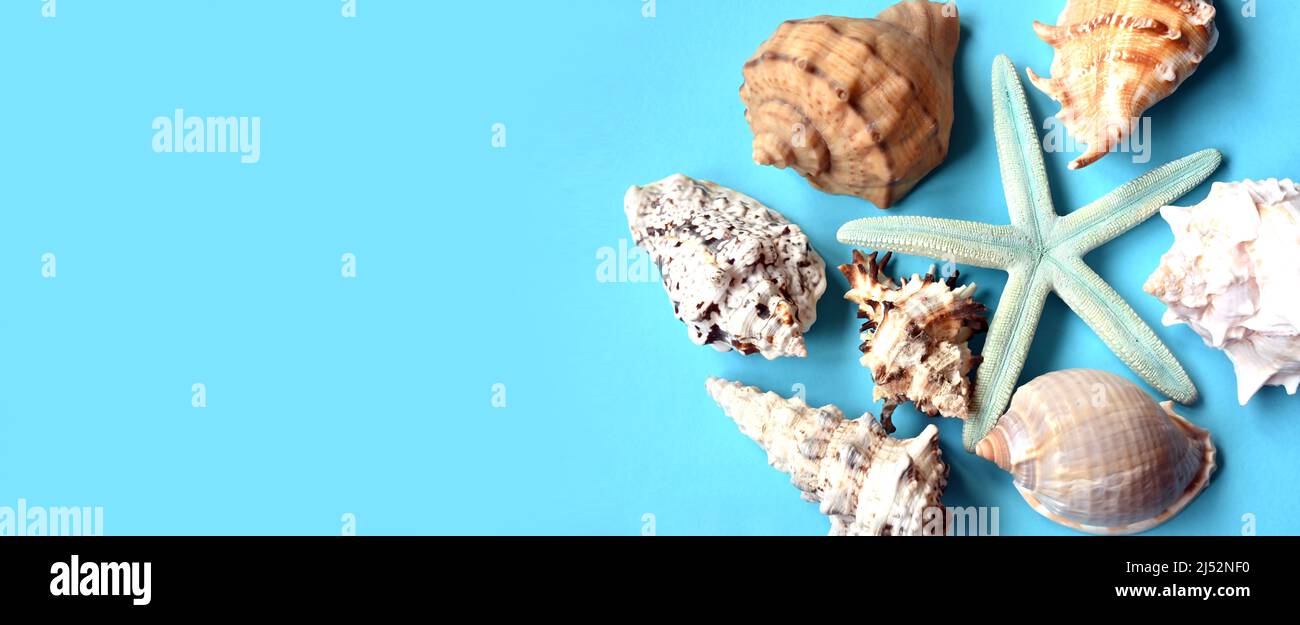 Starfish and seashell on the summer blue background. Summer background ...