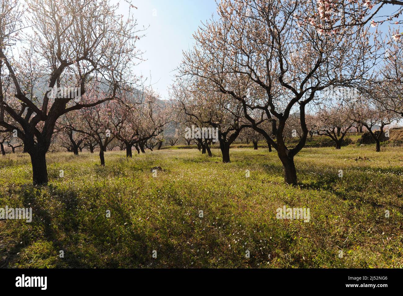 Almond tress with pink blossom in orchard full of wildflowers, backlit ...