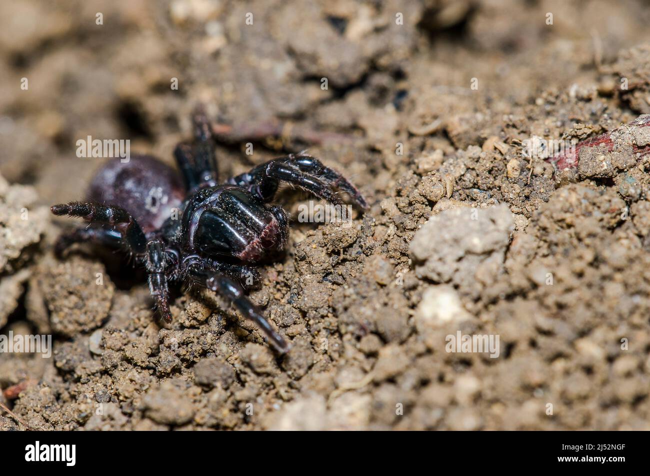 Atypus piceus is a mygalomorph spider of the family Atypidae Stock ...