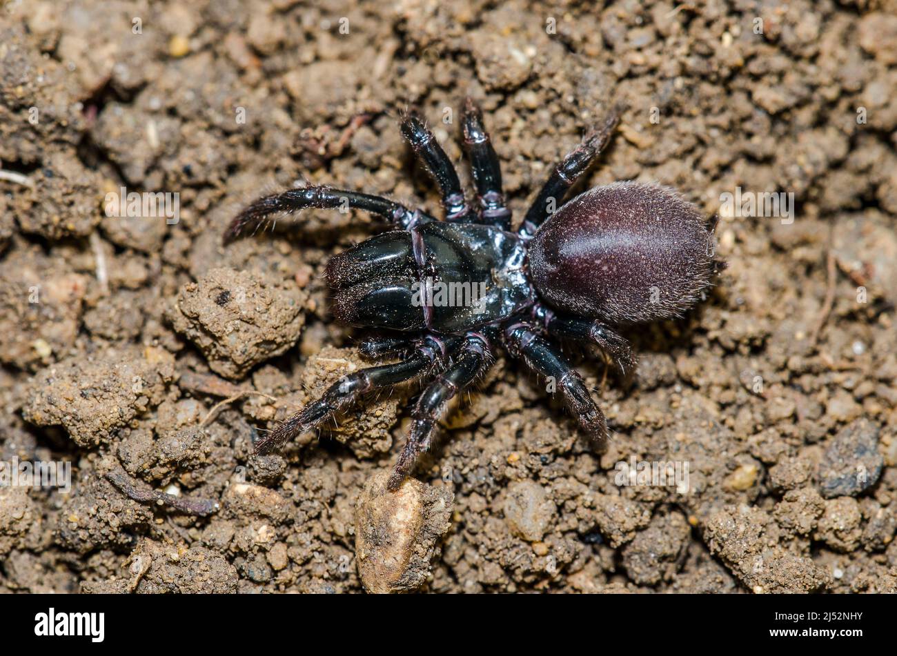 Atypical tarantulas hi-res stock photography and images - Alamy