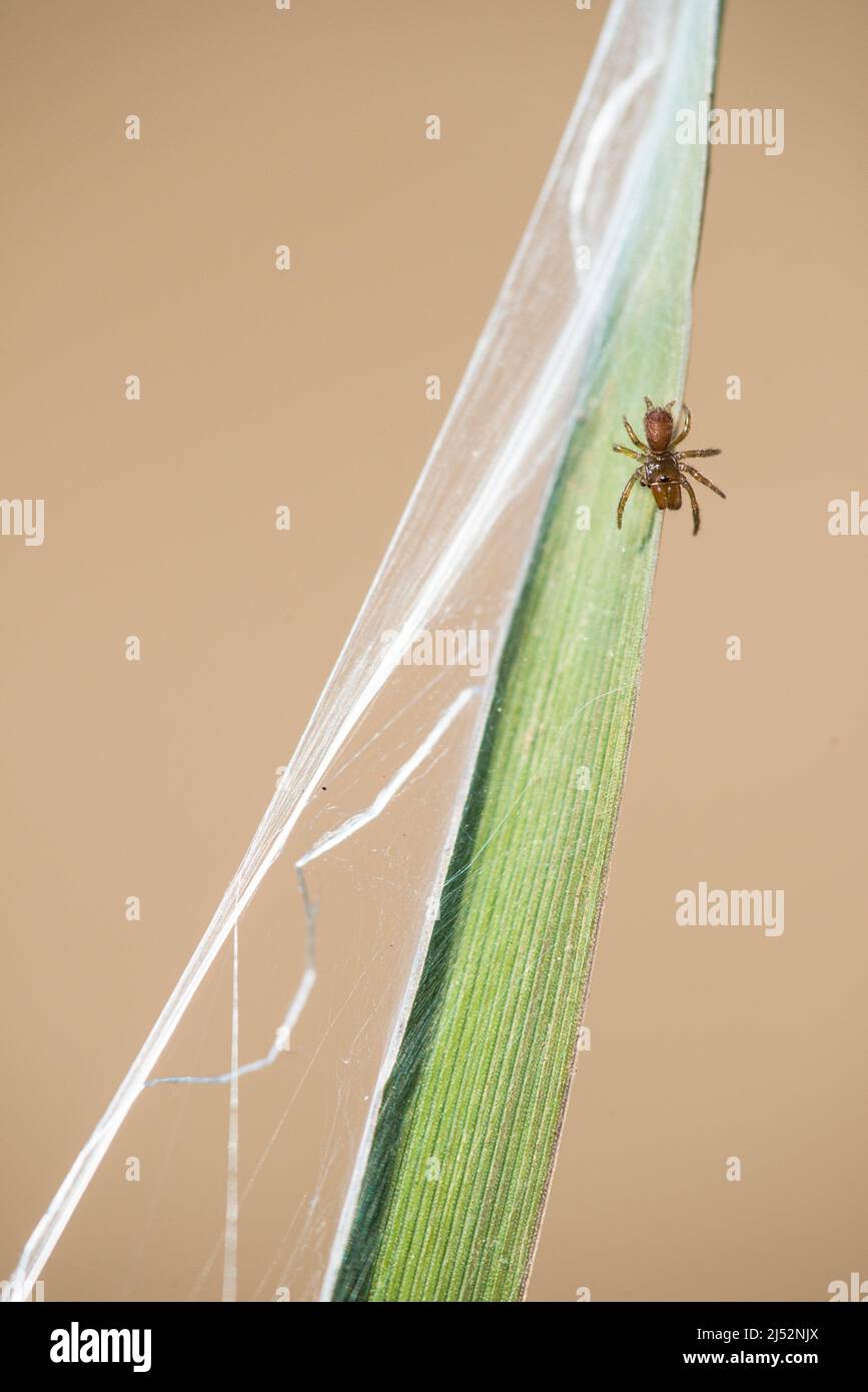 Atypus piceus is a mygalomorph spider of the family Atypidae, swarming ...