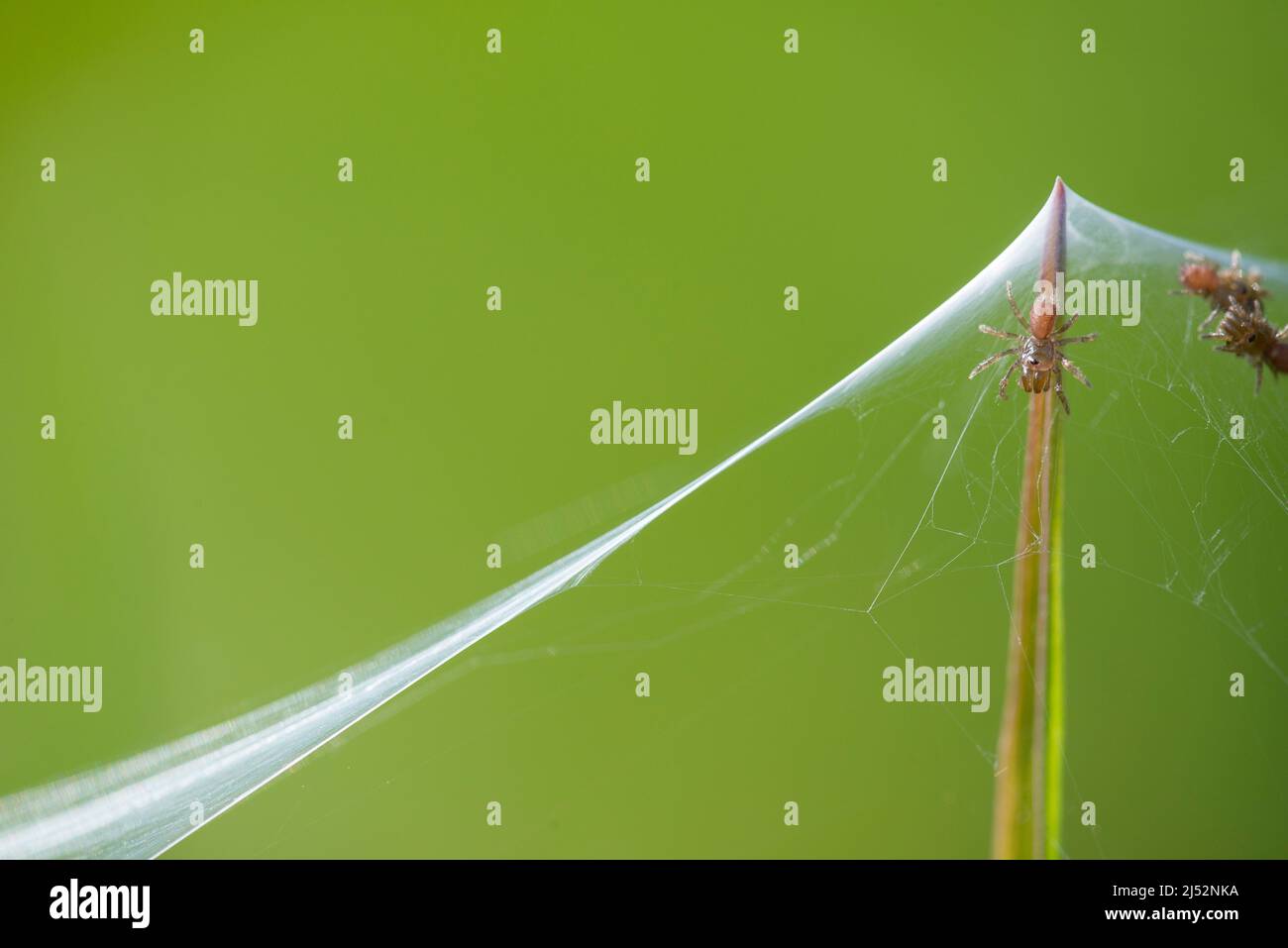 Atypus piceus is a mygalomorph spider of the family Atypidae, swarming ...