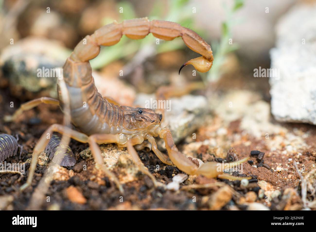 Iberian Scorpion, Buthus ibericus, is a scorpion species found in ...