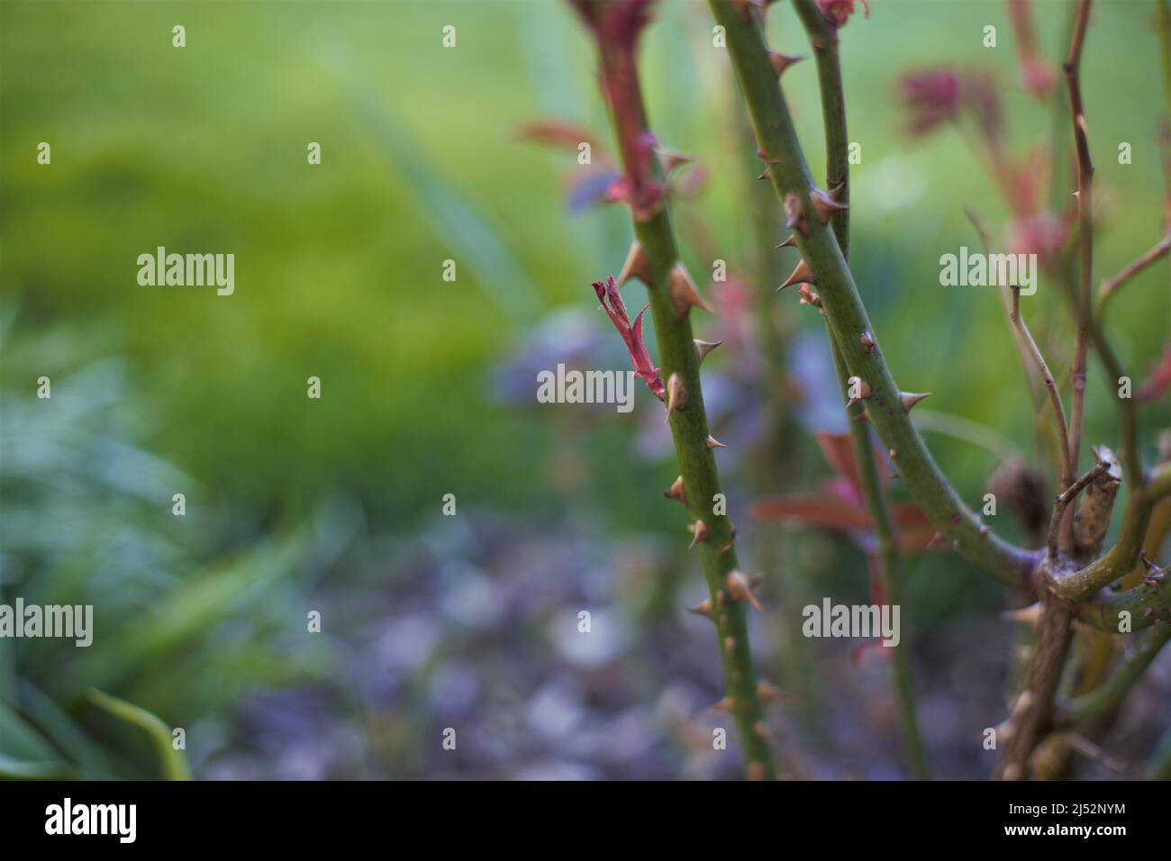 rose spikes in macro Stock Photo - Alamy