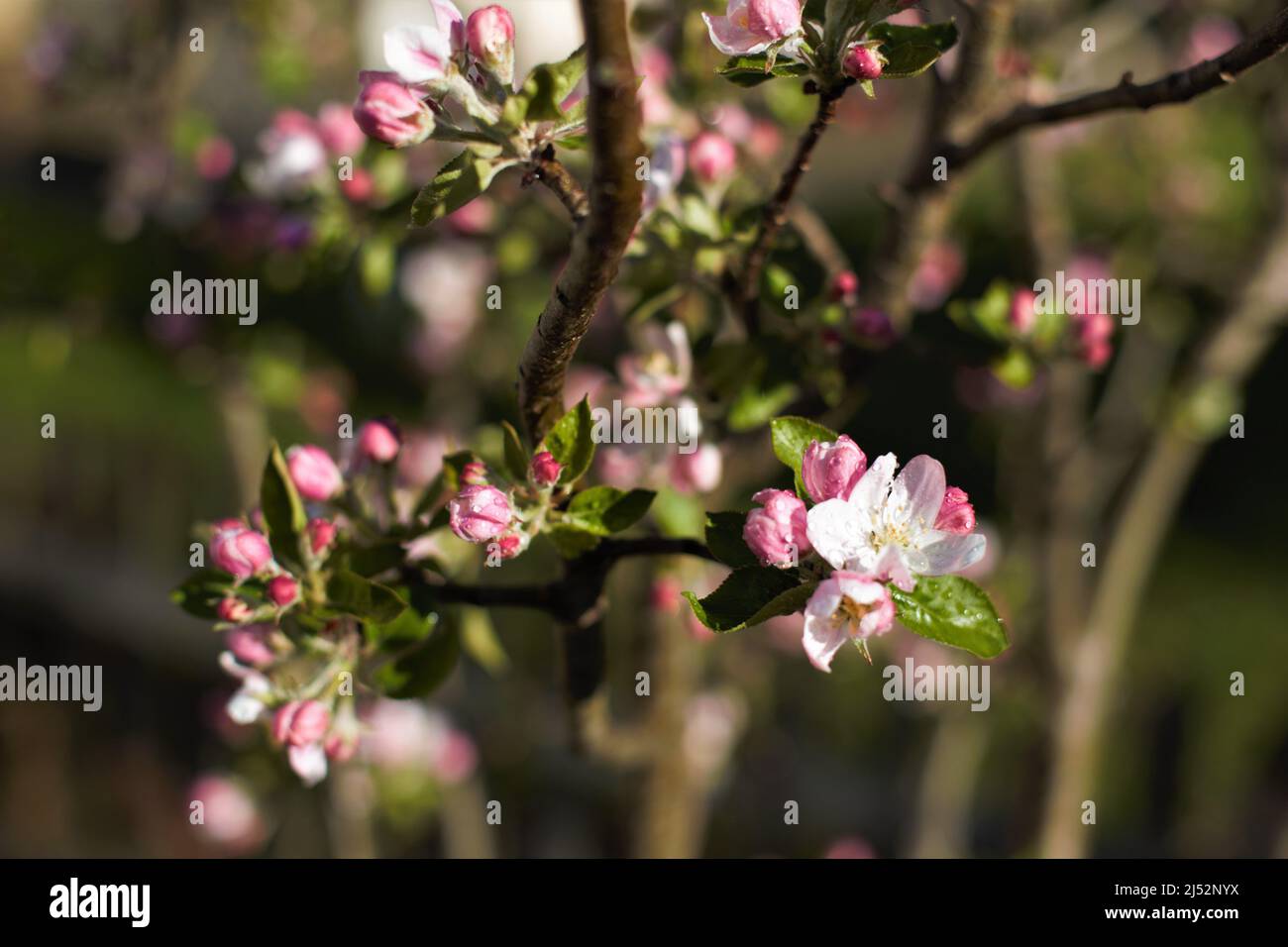 apple tree blooming Stock Photo - Alamy