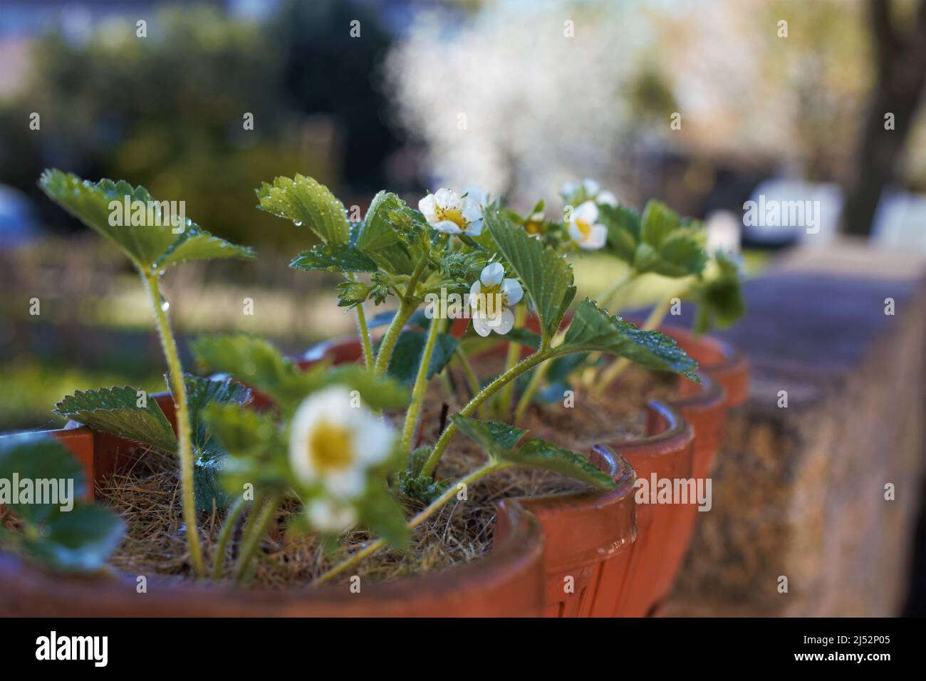 stawberry growing in garden Stock Photo - Alamy