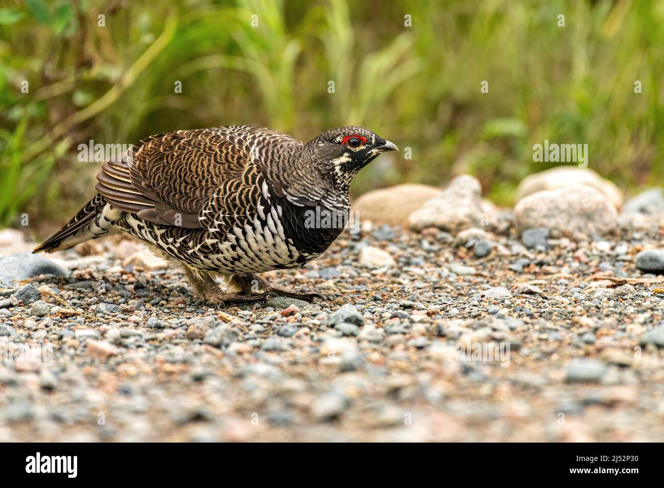 Male spruce grouse (Falcipennis canadensis) on rocky ground with grass ...