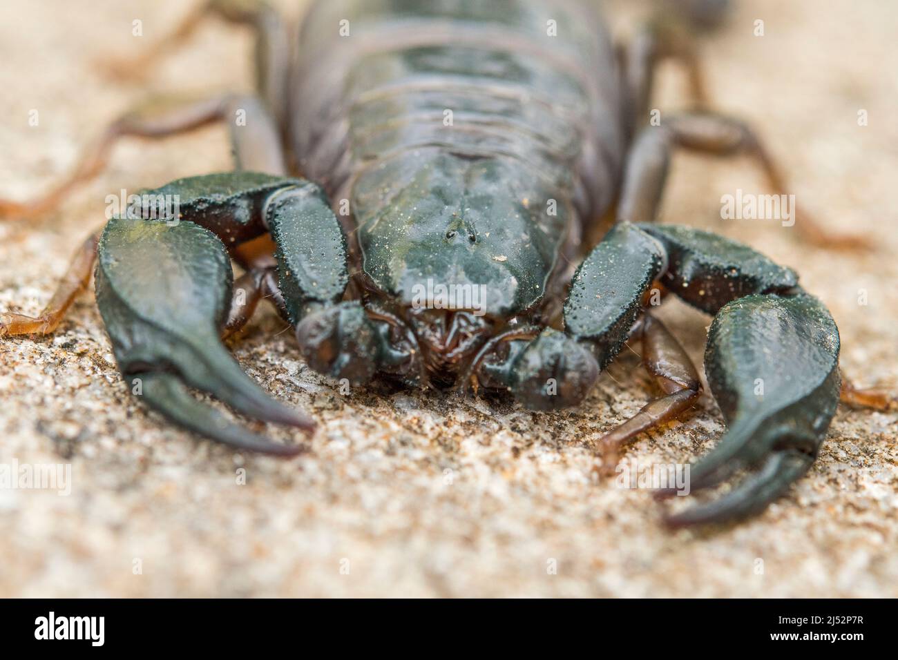 Euscorpius italicus, a small wood-scorpions Stock Photo - Alamy