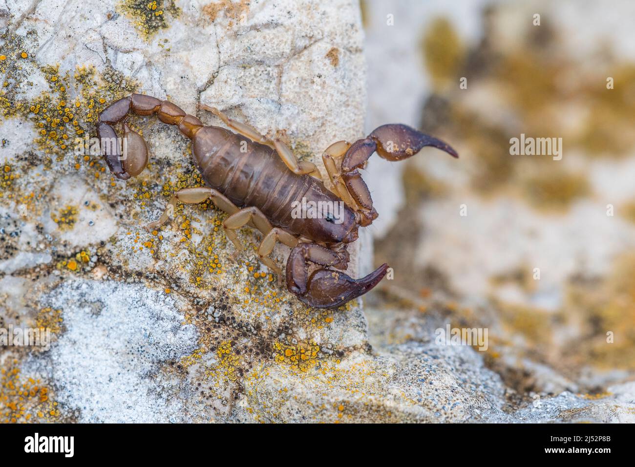 Arthropoda e hi-res stock photography and images - Alamy